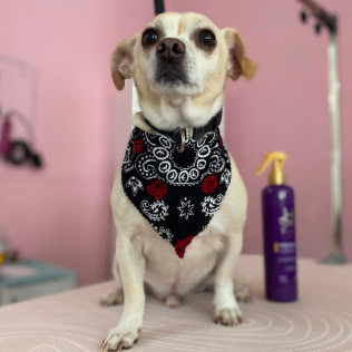 Gallery | Posh Paws Pet Salon